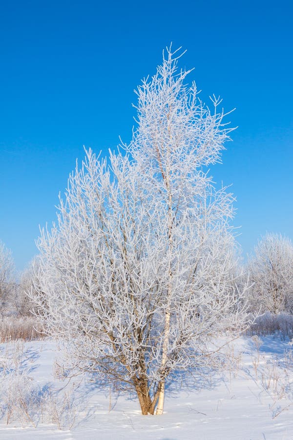 Winter Tree in a Field with Blue Sky Stock Image - Image of forest ...