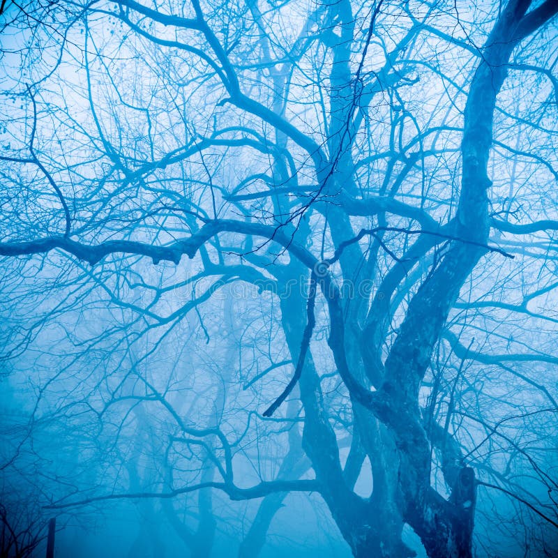 Blue oak tree stock photo. Image of winter, trunk, tree - 10319124