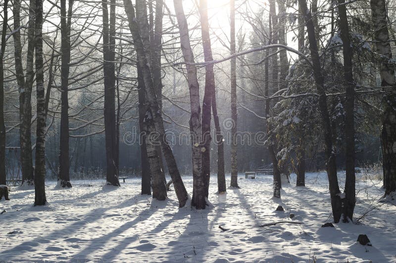 Winter tree forest stock image. Image of park, rural - 79328789