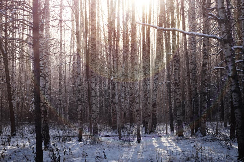 Winter tree forest stock image. Image of color, natural - 79335207