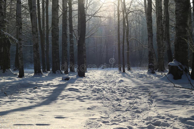 Winter tree forest stock photo. Image of black, frosty - 79550372
