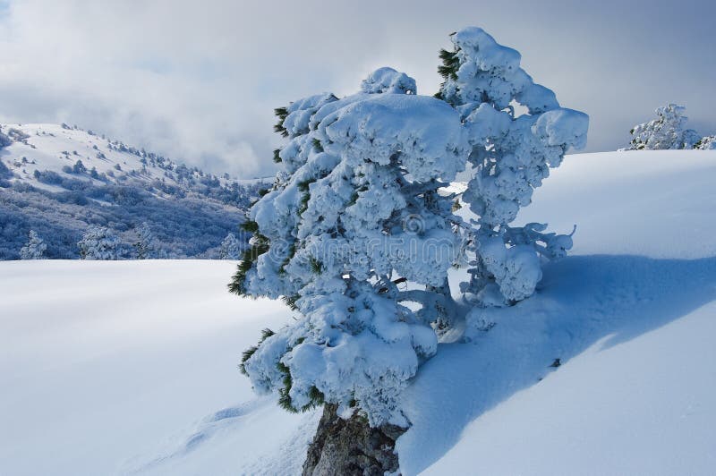Winter tree stock photo. Image of massif, winter, tree - 42024092