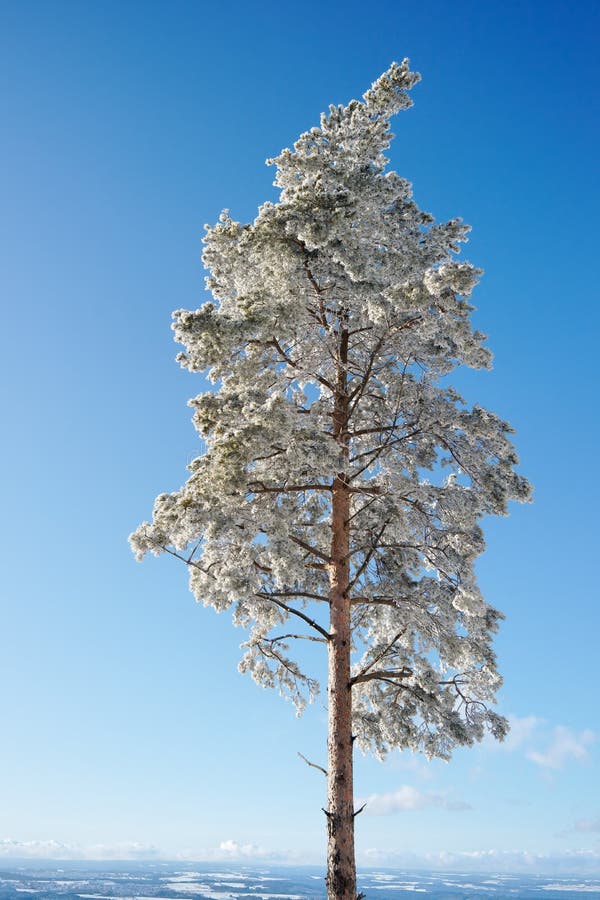 Winter Tree, Germany stock photo. Image of landscape - 12442288