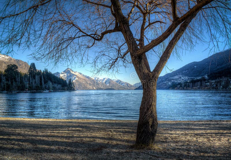 Winter tree at lakeside stock photo. Image of tree, winter - 25795920