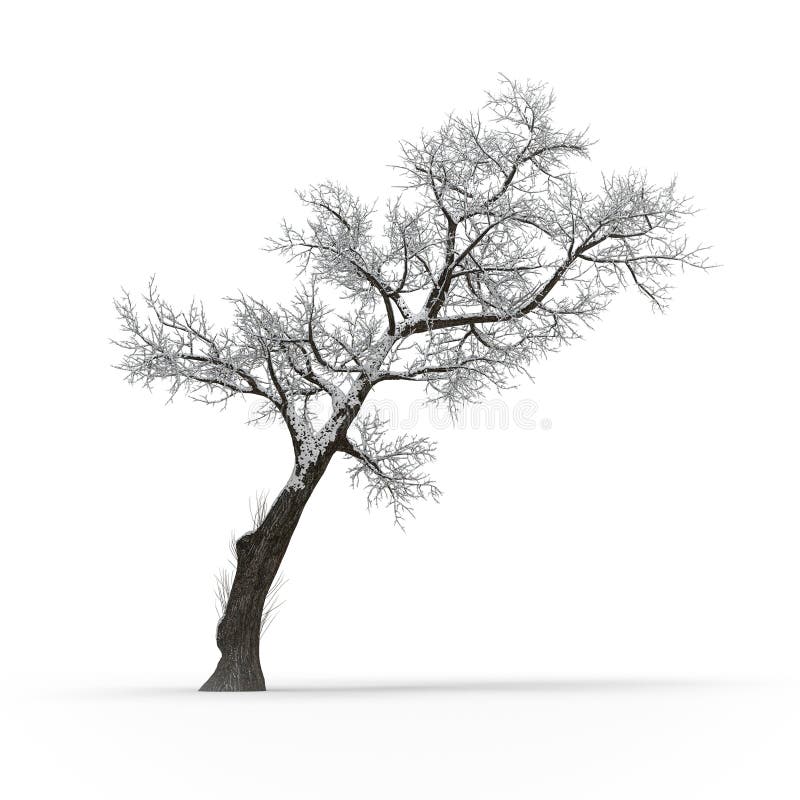 Winter Tree without Leaves 3d Rendering Stock Photo - Illustration of ...