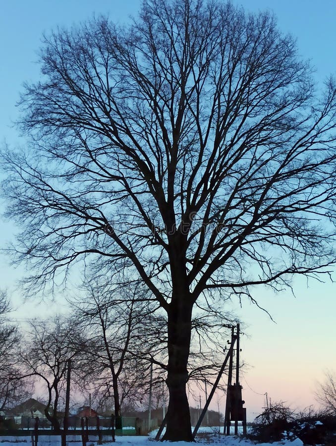Winter, a Tree without Leaves, Ebony, Late Hour Stock Image - Image of ...