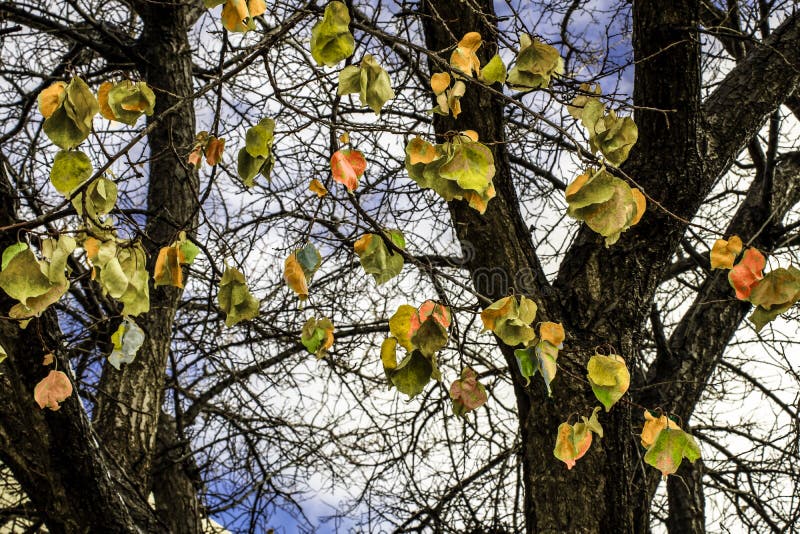 Winter Tree Leaves stock photo. Image of nature, yellow - 206976986