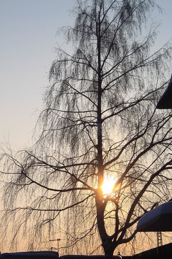 Winter Tree without Leaves on Sky Background Stock Image - Image of ...