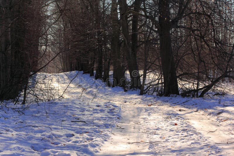 Winter Tree Lined Lane stock image. Image of seasons - 37494015