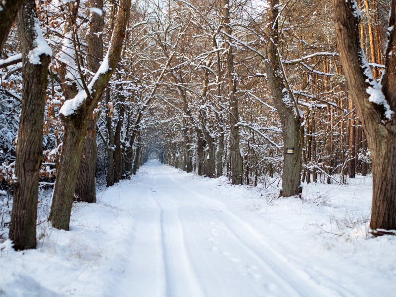 Snow covered driveway stock photo. Image of cold, driveway - 9810420