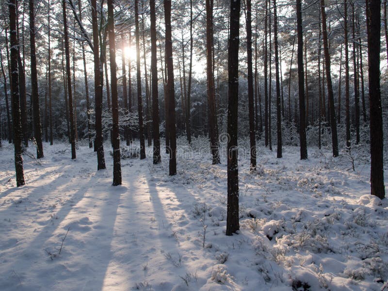 Winter Tree Lined Lane stock image. Image of nature, branch - 40339475