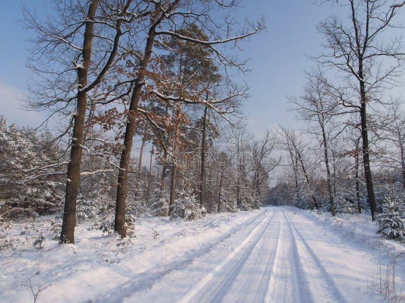 Winter Tree Lined Lane stock image. Image of snow, lane - 40339535