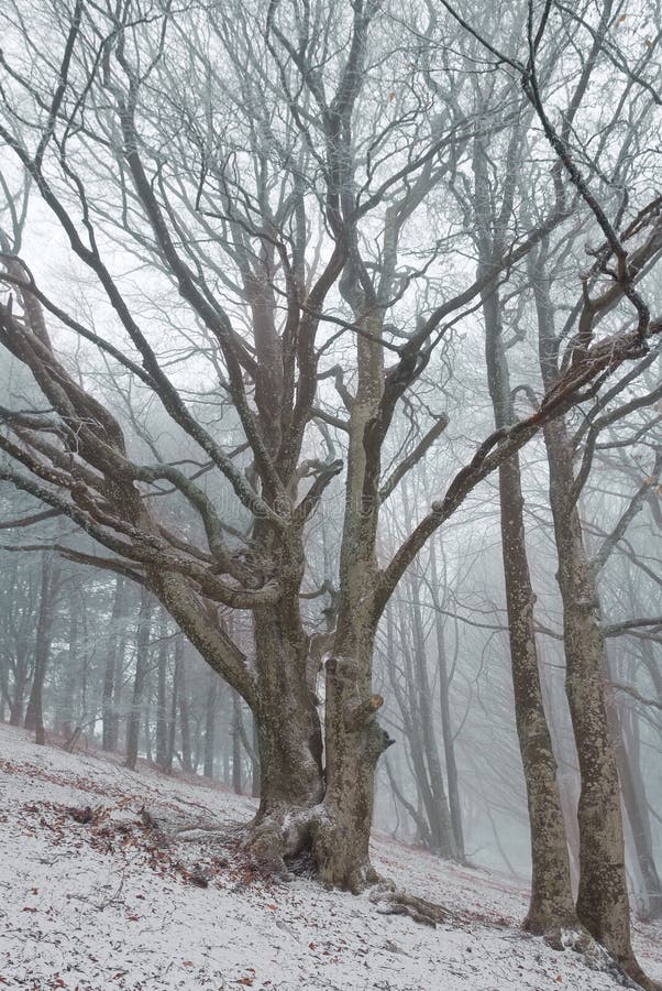 Winter tree in a mist stock photo. Image of alone, quiet - 16901736