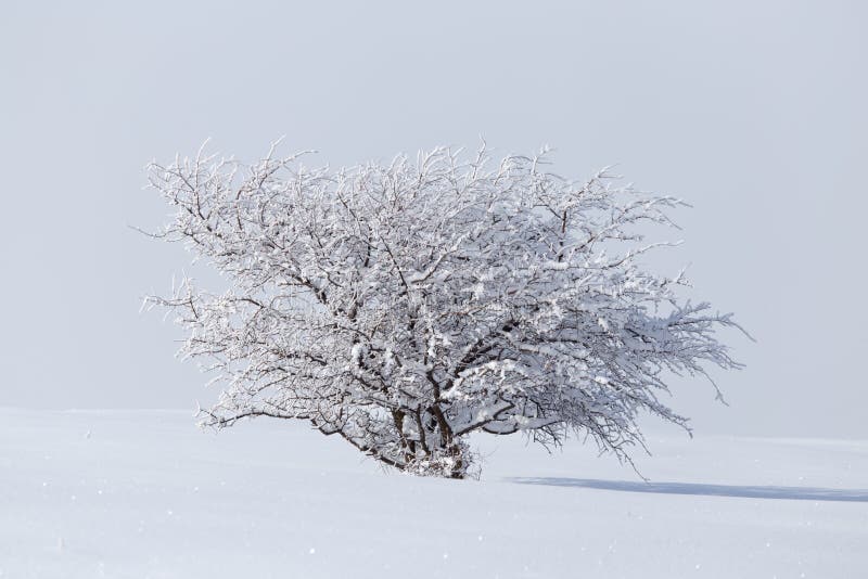Winter tree in nature stock photo. Image of switzerland - 101944710