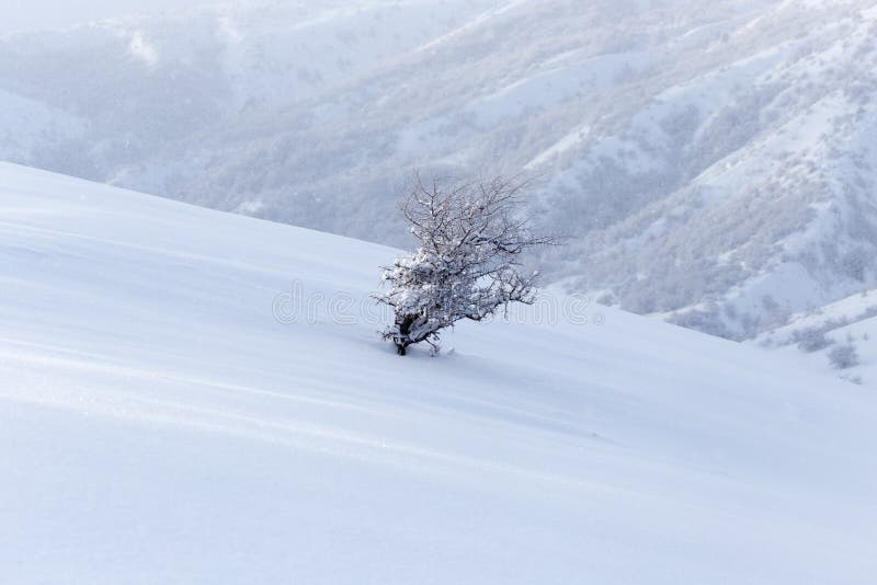 Winter tree in nature stock image. Image of europe, weather - 101944785