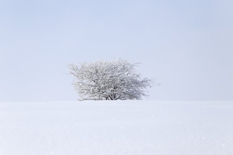 Winter tree in nature stock photo. Image of snow, onset - 101944988