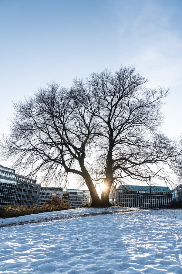 Winter tree in Oslo stock photo. Image of oslo, norway - 115910362