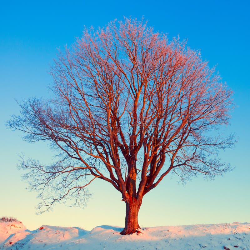 Winter Tree in Pink Morning Light Stock Image - Image of landscape ...