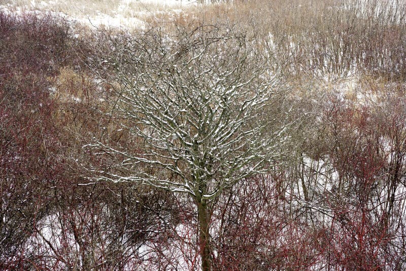 Winter Tree and Red Bush Branches Covered in White Winter Snow F Stock ...