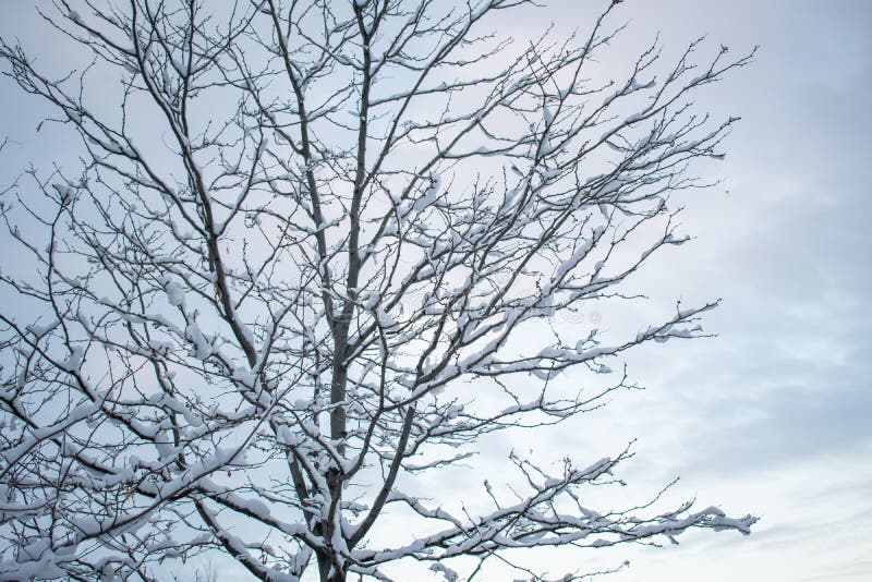 Winter Tree Scene with Snowy Branches Stock Photo - Image of snow ...