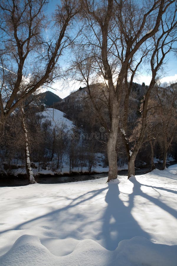 Winter Forest stock image. Image of forest, evening, bright - 4112777