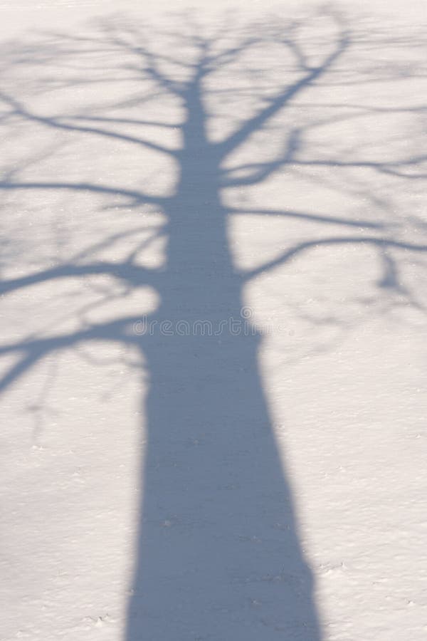 Winter Tree Shadow 3 stock photo. Image of winter, bare - 62708442