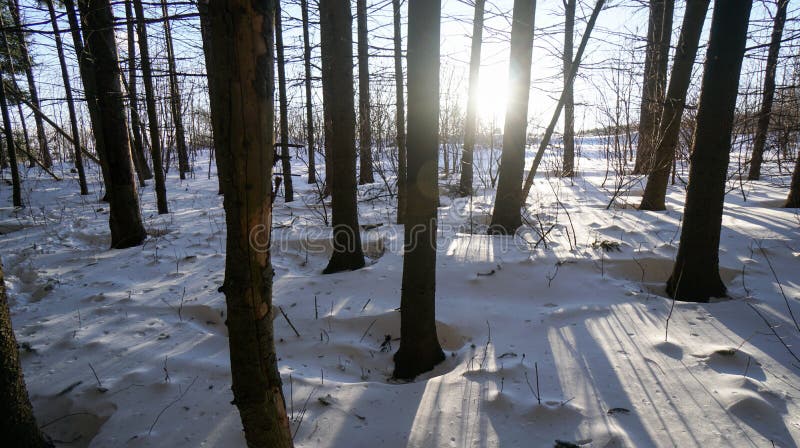Winter tree shadows stock photo. Image of shine, black - 110020924