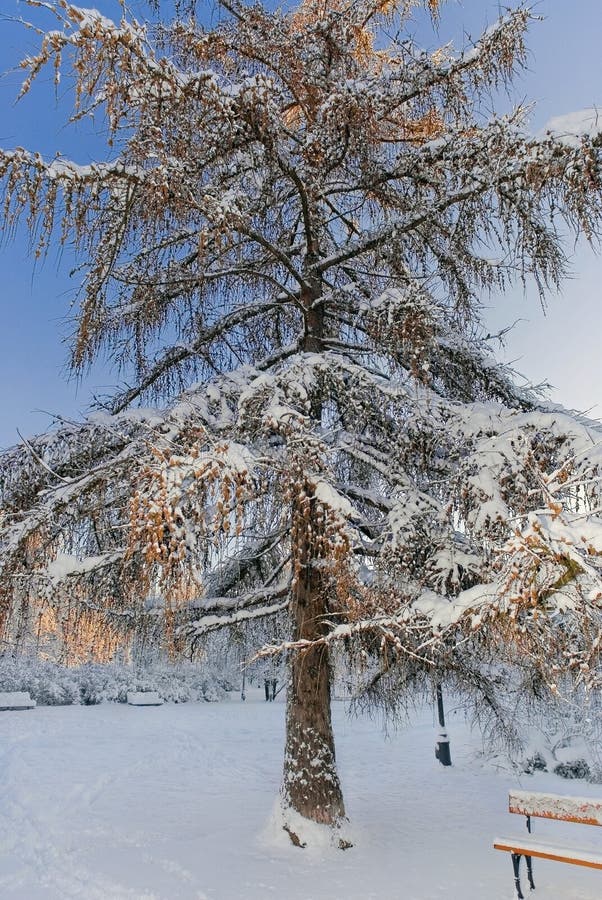 Winter tree stock image. Image of beautiful, beauty, bench - 35925199