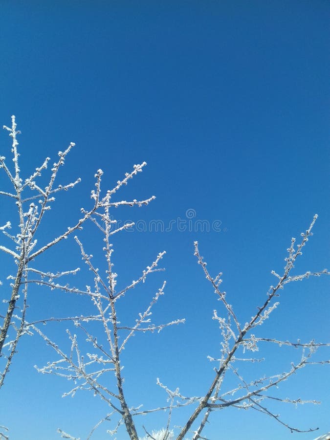 Winter, Tree, Sky, Snow Picture. Image: 95826478