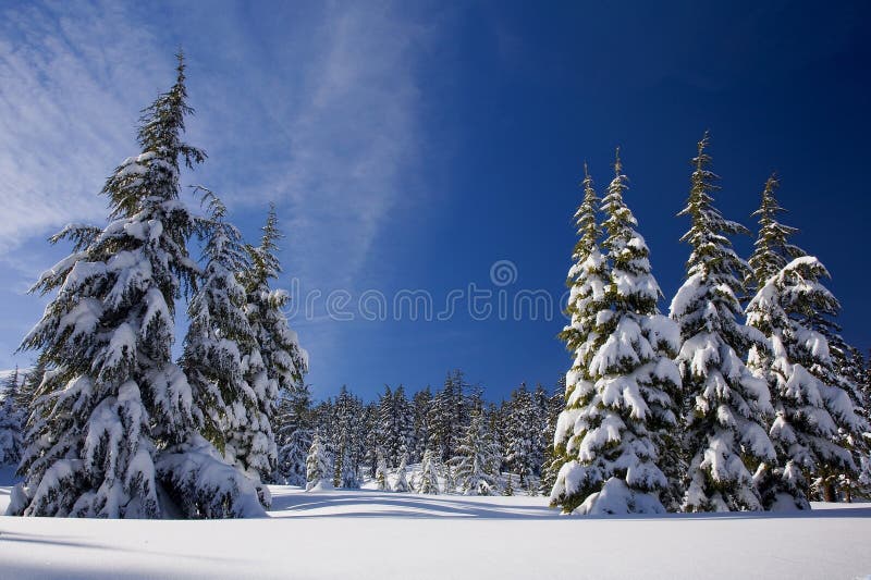 Winter, Tree, Sky, Snow stock photo. Image of branch - 95826478