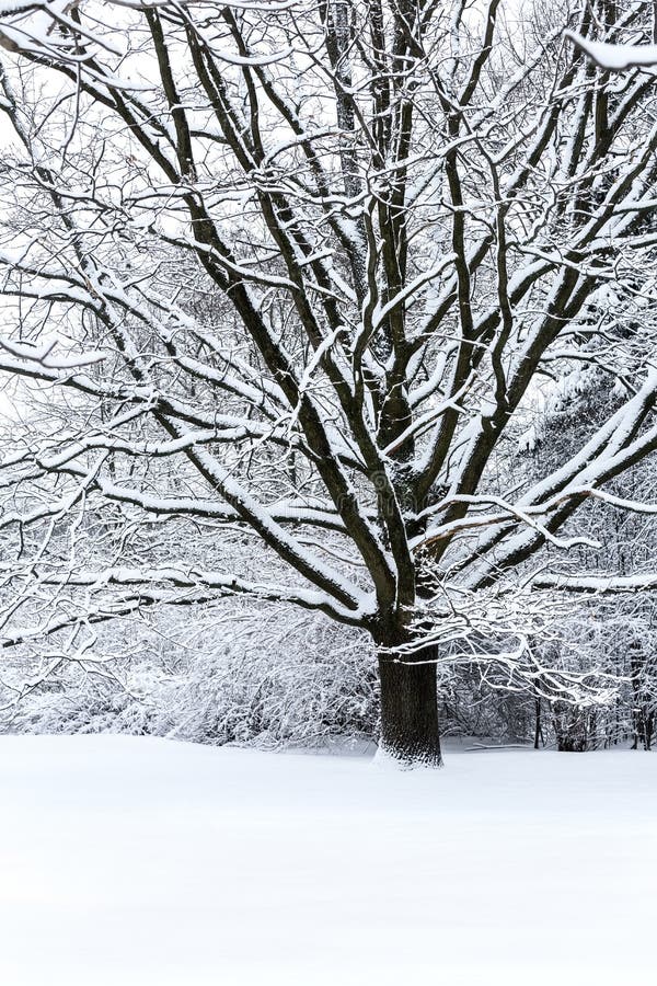 Winter tree on snow stock image. Image of freeze, snowfall - 46351349
