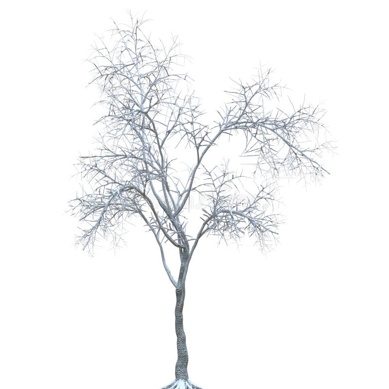 Snow Tree Isolated 3d Stock Illustrations – 5,479 Snow Tree Isolated 3d ...