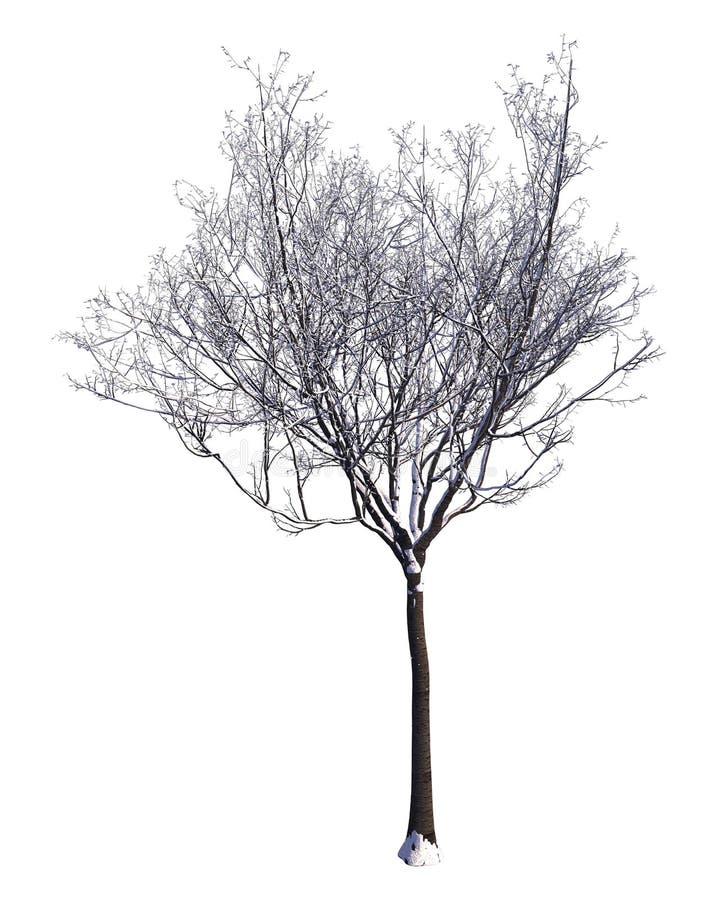 Winter Tree on Snow Isolated White 3D Illustration Stock Illustration ...