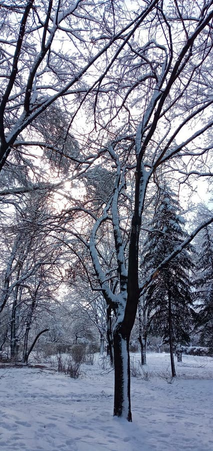 Winter Tree Snow Weather Good Stock Image - Image of autumn, woodland ...