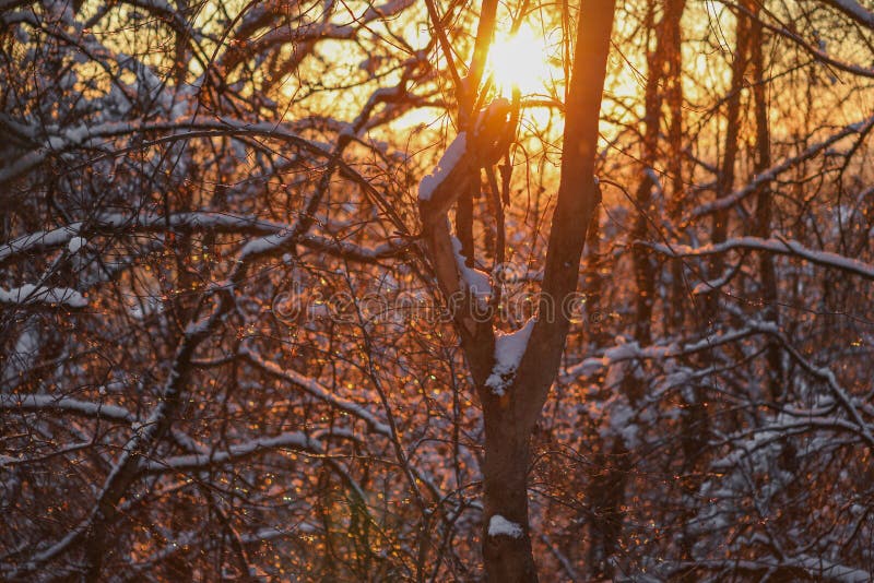 Winter tree on sunset stock image. Image of nature, group - 245096875