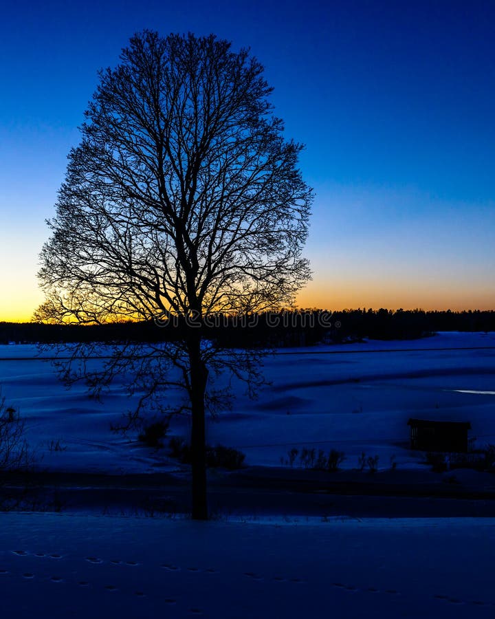 Winter tree in sunset stock photo. Image of color, landscape - 30432524