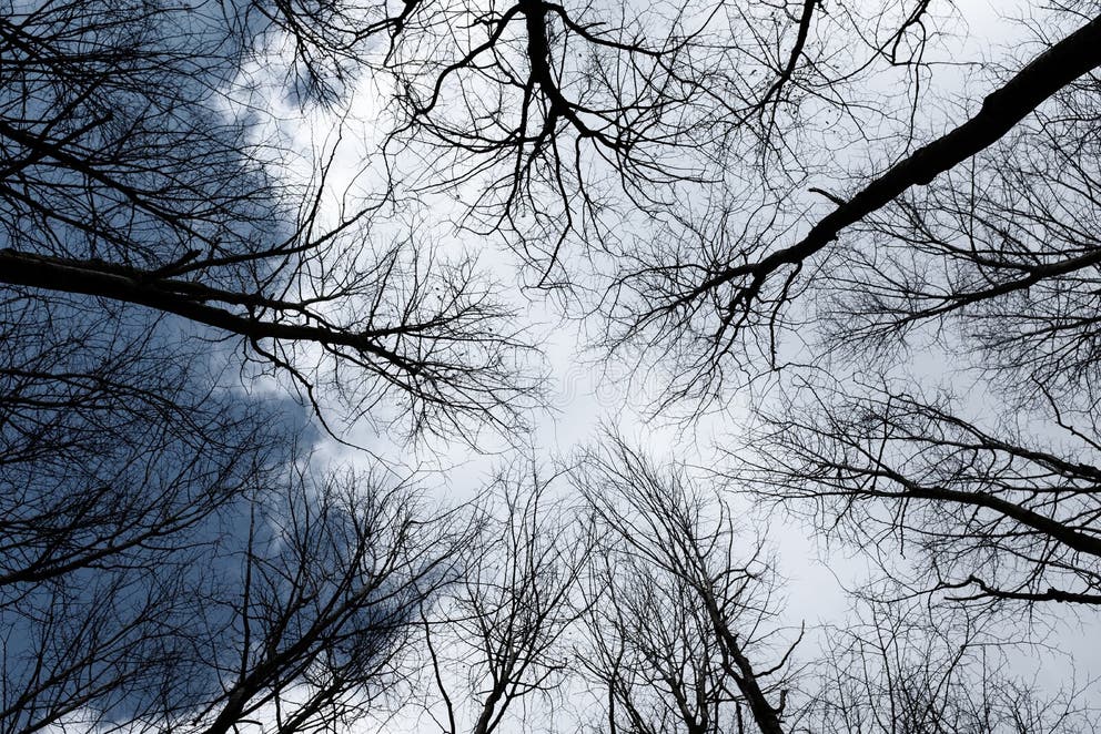 Winter tree tops stock photo. Image of vegetation, detail - 130214080