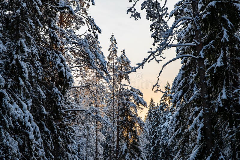 Winter Tree Tops Viewed Looking Up at Sunset. Bottom View Trees. Blue ...