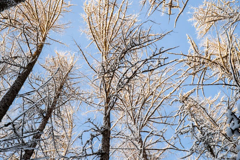 Winter Tree Tops Viewed Looking Up at Sunset. Bottom View Trees. Blue ...