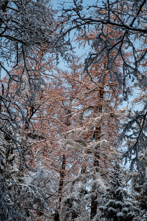 Winter Tree Tops Viewed Looking Up at Sunset. Bottom View Trees. Blue ...