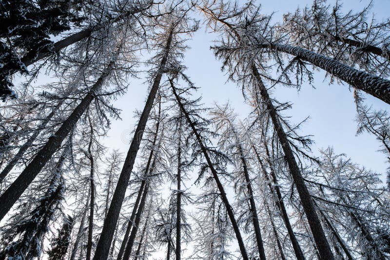 Winter Tree Tops Viewed Looking Up at Sunset. Bottom View Trees. Blue ...
