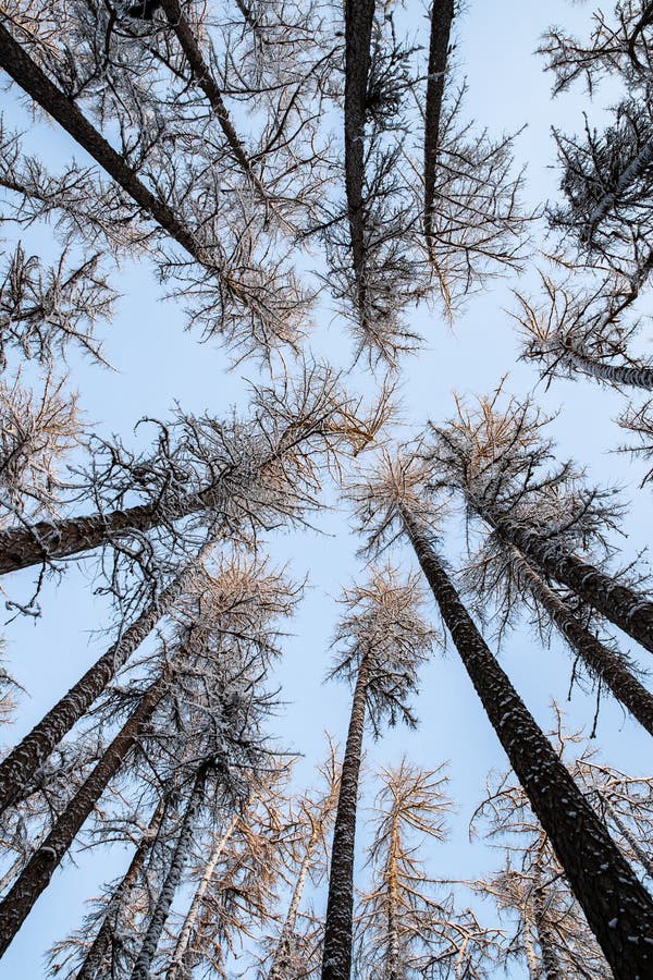 Winter Tree Tops Viewed Looking Up at Sunset. Bottom View Trees. Blue ...
