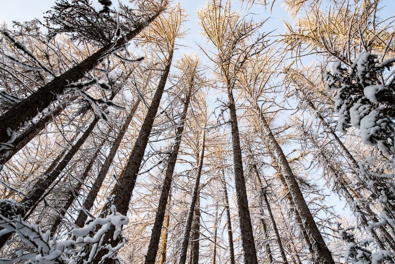 Winter Tree Tops Viewed Looking Up at Sunset. Bottom View Trees. Blue ...