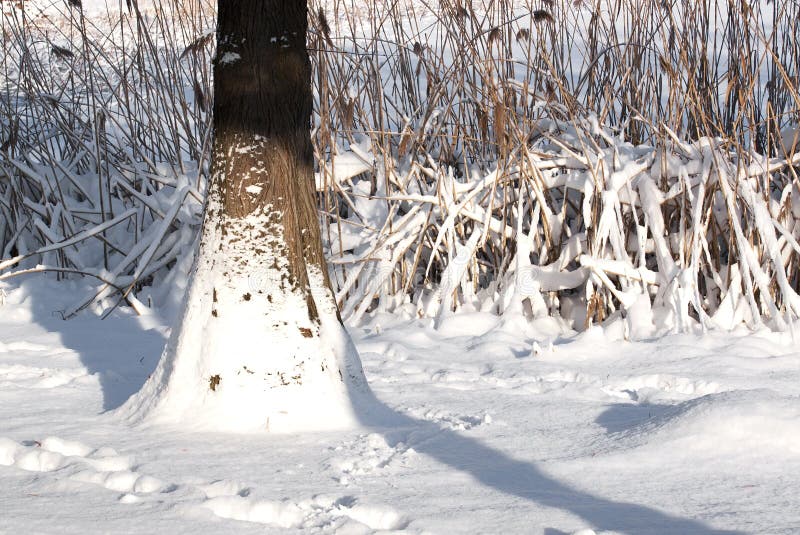 Winter tree - RAW format stock image. Image of cold, branches - 65324715
