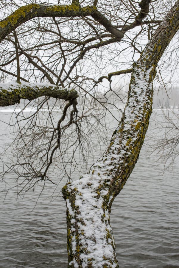 Winter tree trunk stock photo. Image of water, nature - 239868642