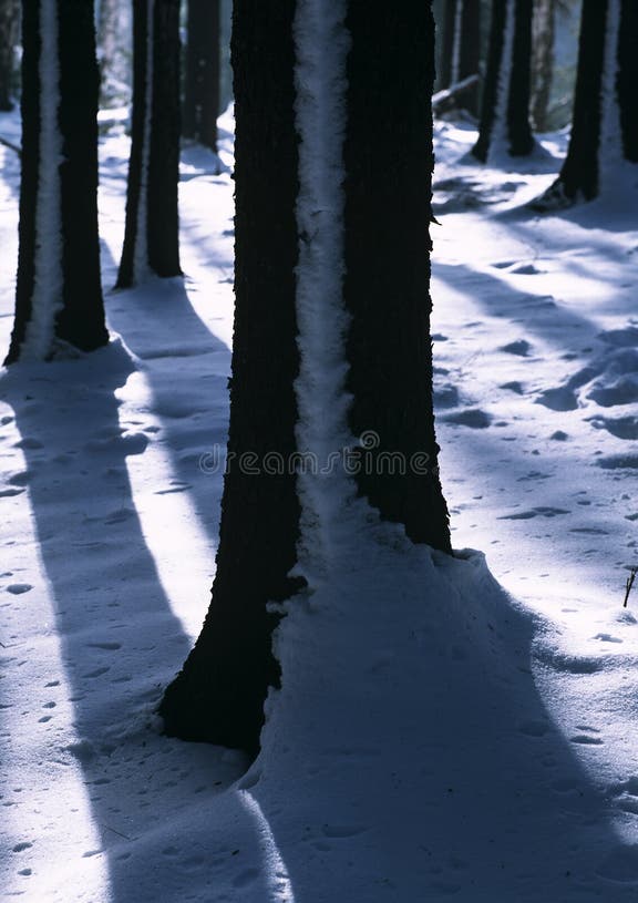 Winter tree trunks stock image. Image of exterior, landscape - 14755849