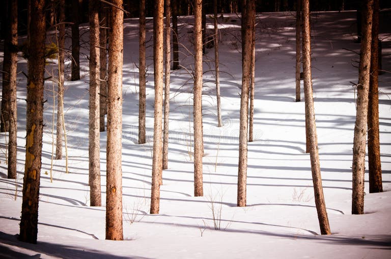 Winter Tree Trunks stock photo. Image of magic, outdoor - 23073000