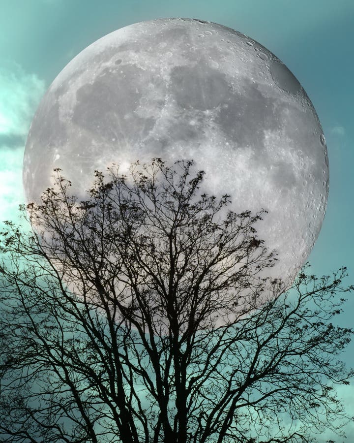 Winter Tree Under a Full Moon and Jade Teal Sunset Sky Stock Image ...
