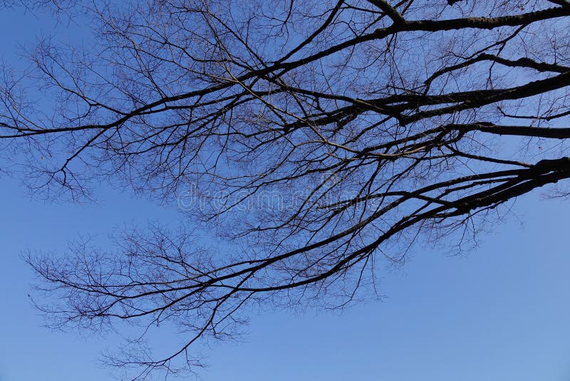 Winter Tree in Urban Park, Tokyo, Japan Stock Image - Image of park ...