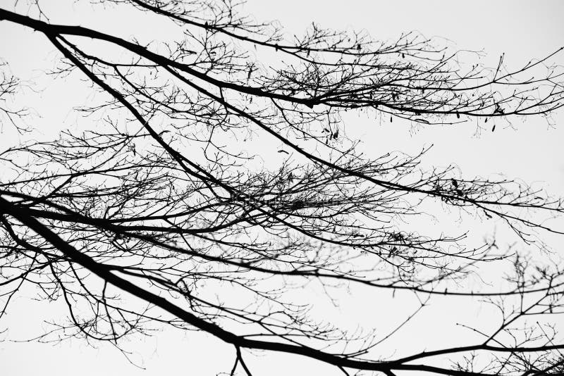 Winter tree stock image. Image of landscape, branch - 110715065